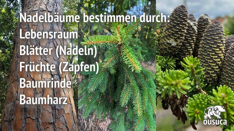 9 Nadelbäume bestimmen auf den ersten Blick (PDF) / ousuca®