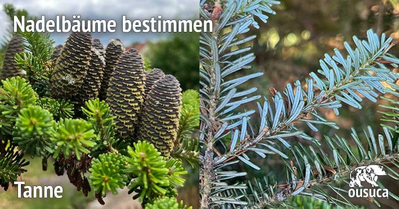 9 Nadelbäume bestimmen auf den ersten Blick (PDF) / ousuca®