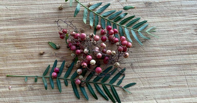 Rosa Pfeffer: Baum, Beeren, Ernte und Wirkung / ousuca®