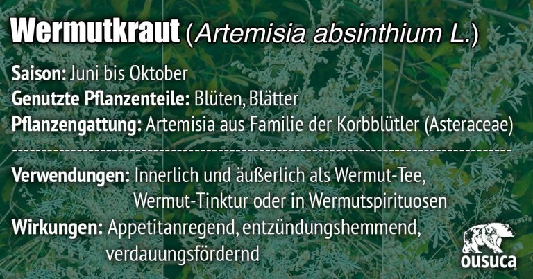 Wermutkraut in der Natur erkennen: Wirkung und Anwendung